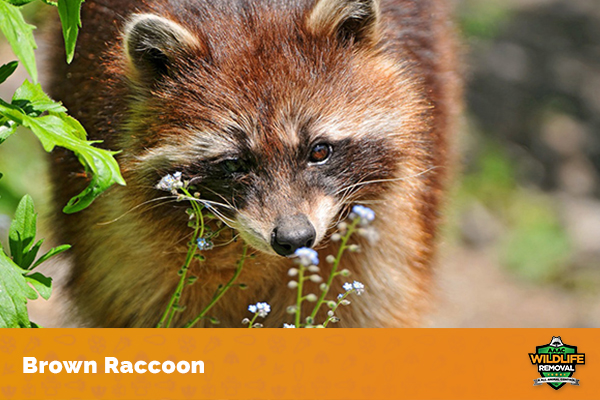 What Color Is A Raccoon?