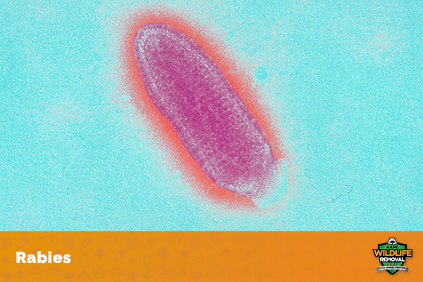 Raccoon Diseases Humans can Catch - AAAC Wildlife Removal