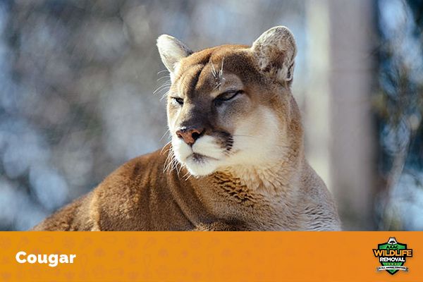 What Are Opossums' Predators? - AAAC Wildlife Removal