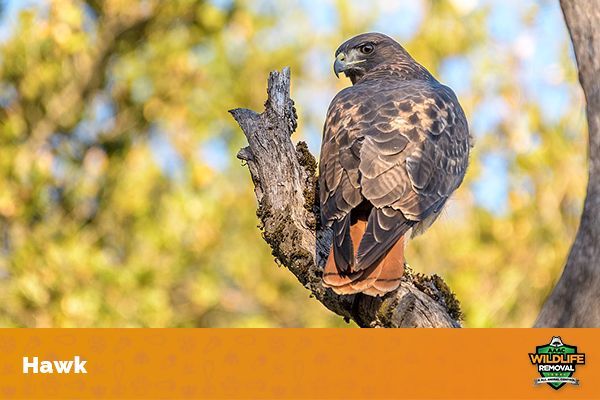 What Are Opossums' Predators? - AAAC Wildlife Removal