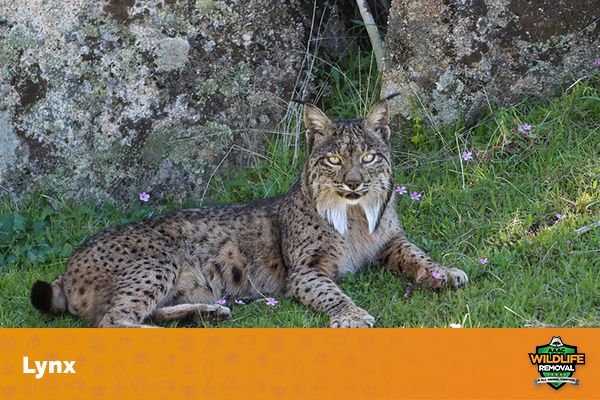 What Are Opossums' Predators? - AAAC Wildlife Removal