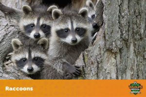 Facts About Raccoon Mating Season You Need To Know - AAAC Wildlife Removal