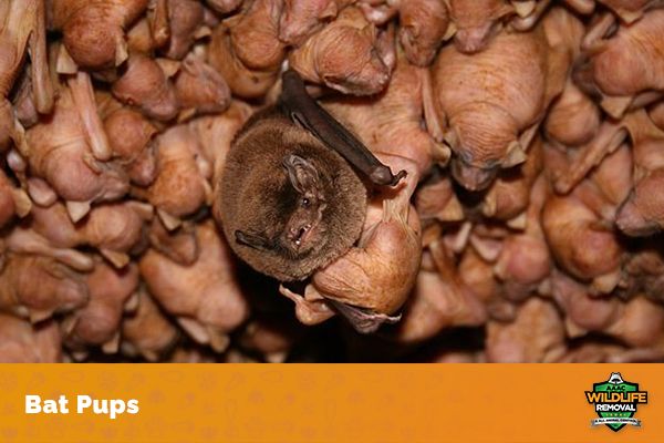 How Long Do Bats Live: Bat Life Expectancy - AAAC Wildlife Removal