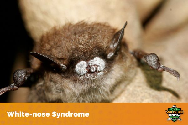 How Long Do Bats Live: Bat Life Expectancy - AAAC Wildlife Removal