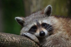 Facts About Raccoon Mating Season You Need To Know - AAAC Wildlife Removal