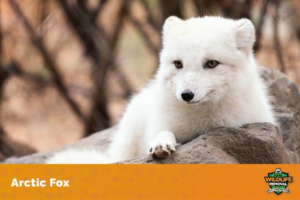 What are the characteristics of Foxes? - AAAC Wildlife Removal