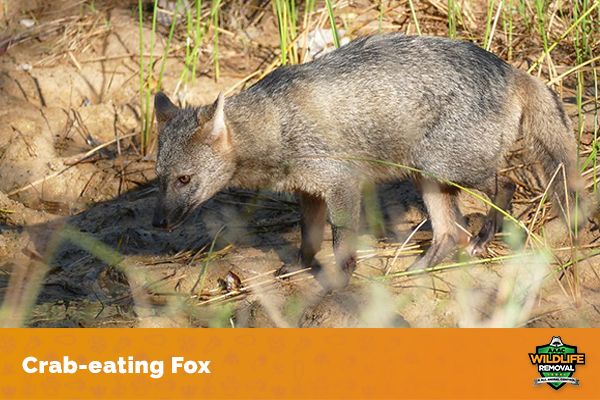 Are There Different Types of Foxes? - AAAC Wildlife Removal