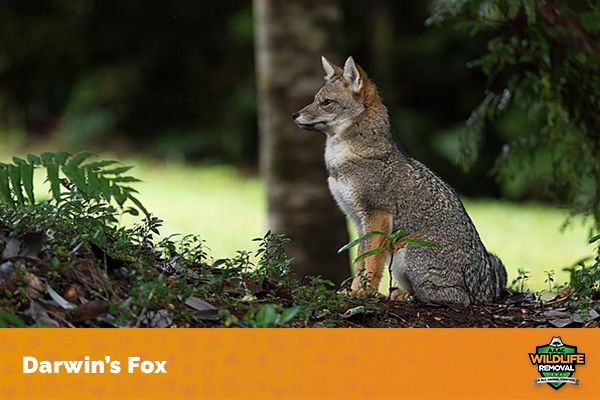 Are There Different Types of Foxes? - AAAC Wildlife Removal
