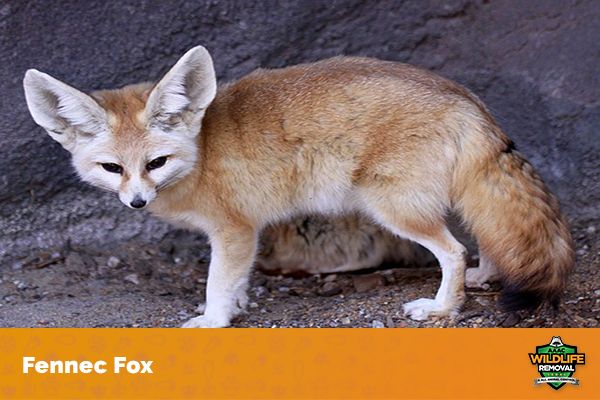 What are the characteristics of Foxes? - AAAC Wildlife Removal