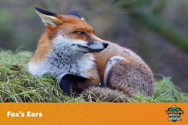 What are the characteristics of Foxes? - AAAC Wildlife Removal