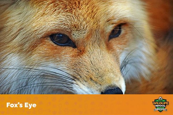 What are the characteristics of Foxes? - AAAC Wildlife Removal