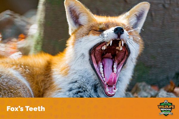 What are the characteristics of Foxes? - AAAC Wildlife Removal