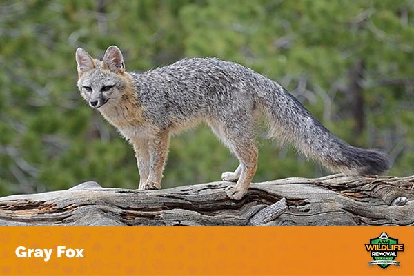 What are the characteristics of Foxes? - AAAC Wildlife Removal