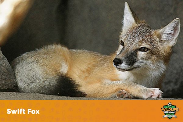 Are There Different Types of Foxes? - AAAC Wildlife Removal