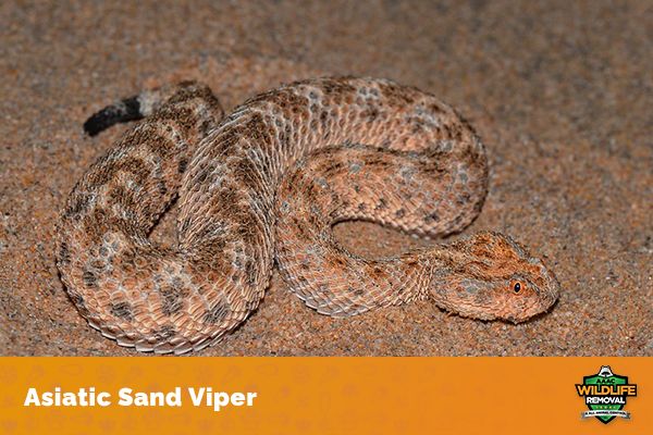 Breeding Season of a Snake - AAAC Wildlife Removal