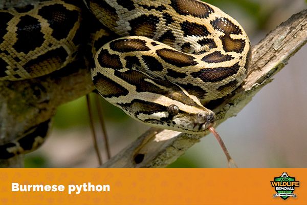 Breeding Season of a Snake - AAAC Wildlife Removal