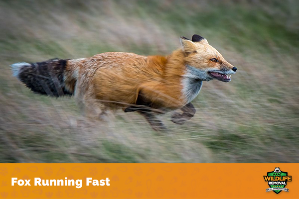What Abilities Do Foxes Have? - AAAC Wildlife Removal