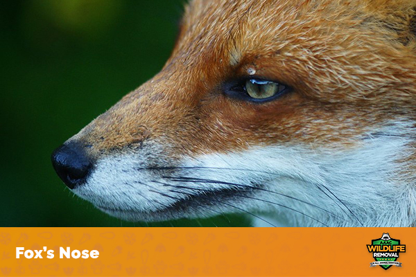 What Abilities Do Foxes Have? - AAAC Wildlife Removal