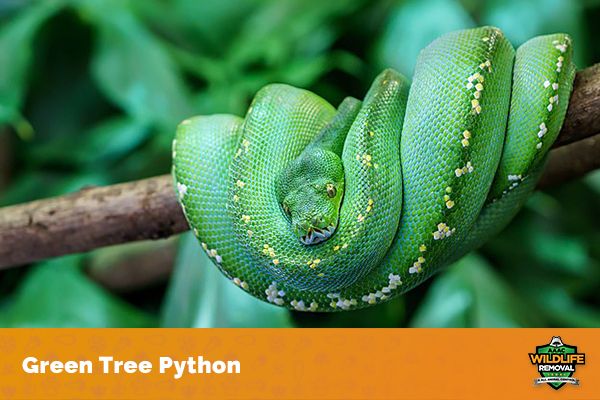 Breeding Season of a Snake - AAAC Wildlife Removal