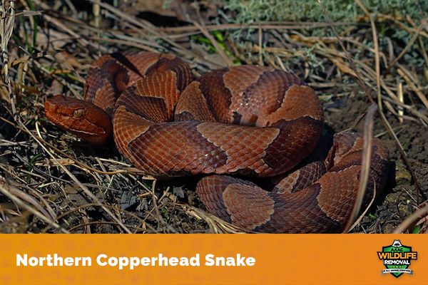 What Are The Dangers Of Snakes? - AAAC Wildlife Removal