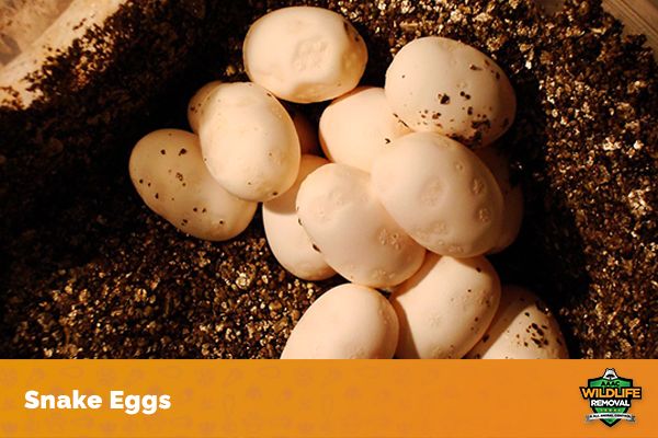 Breeding Season of a Snake - AAAC Wildlife Removal