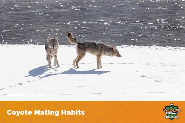 Coyote Mating Season - AAAC Wildlife Removal