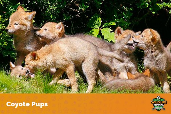 Coyote Mating Season - AAAC Wildlife Removal