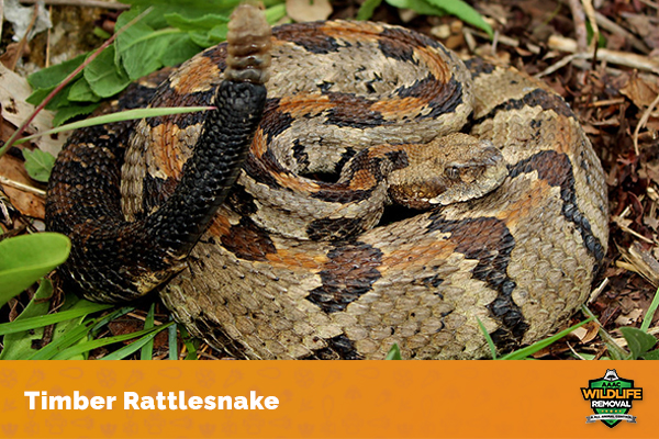 Different Types of Rattlesnakes - AAAC Wildlife Removal of Dayton