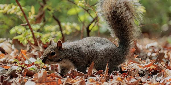 How Far Do Squirrels Roam? - AAAC Wildlife Removal of Kansas City