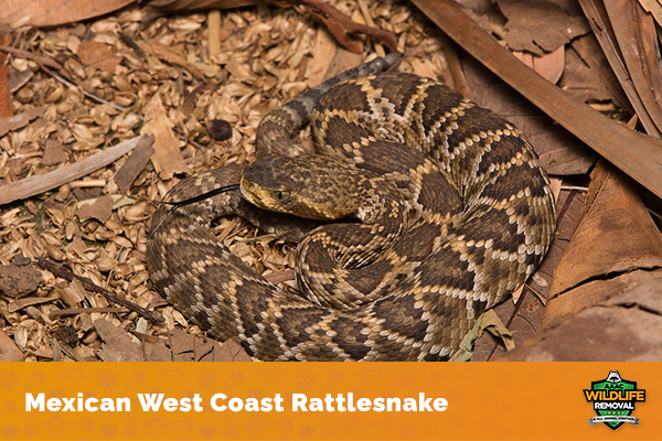 Different Types of Rattlesnakes - AAAC Wildlife Removal of Roanoke