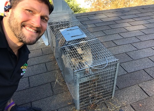 Raccoon Removal San Antonio | Raccoon Wildlife Control in Texas