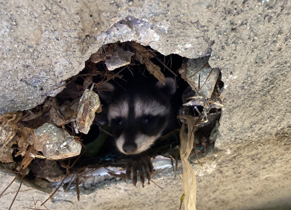 Raccoon removal San Diego |Removal of Raccoon in San Diego