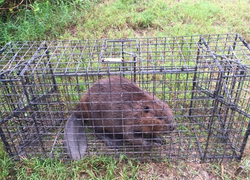 Beaver - AAAC Wildlife Removal of South Carolina