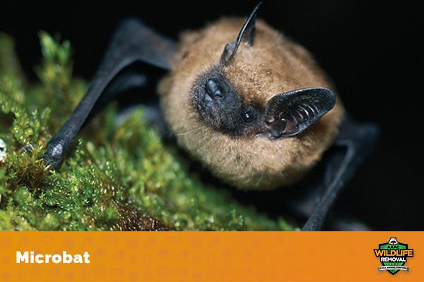 Different Types Of Bats - AAAC Wildlife Removal of Tulsa