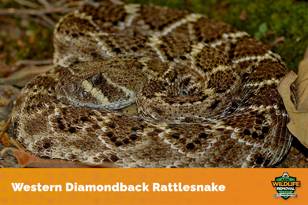 Different Types of Rattlesnakes - AAAC Wildlife Removal of Madison