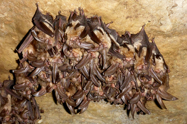HIDDEN GEM: Fite Bridge Bat Colony - AAAC Wildlife Removal of Texas ...