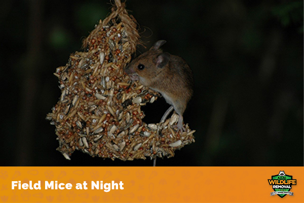 Field Mouse Facts - Kansas City - Kansas