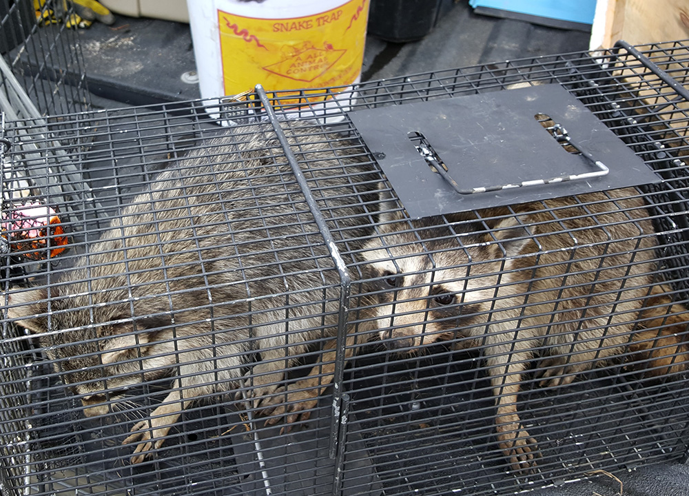 Raccoon Trapping - AAAC Wildlife Removal of Salt Lake City