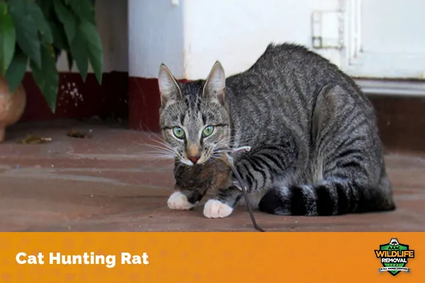 Animals That Eat Rats - AAAC Wildlife Removal of Phoenix