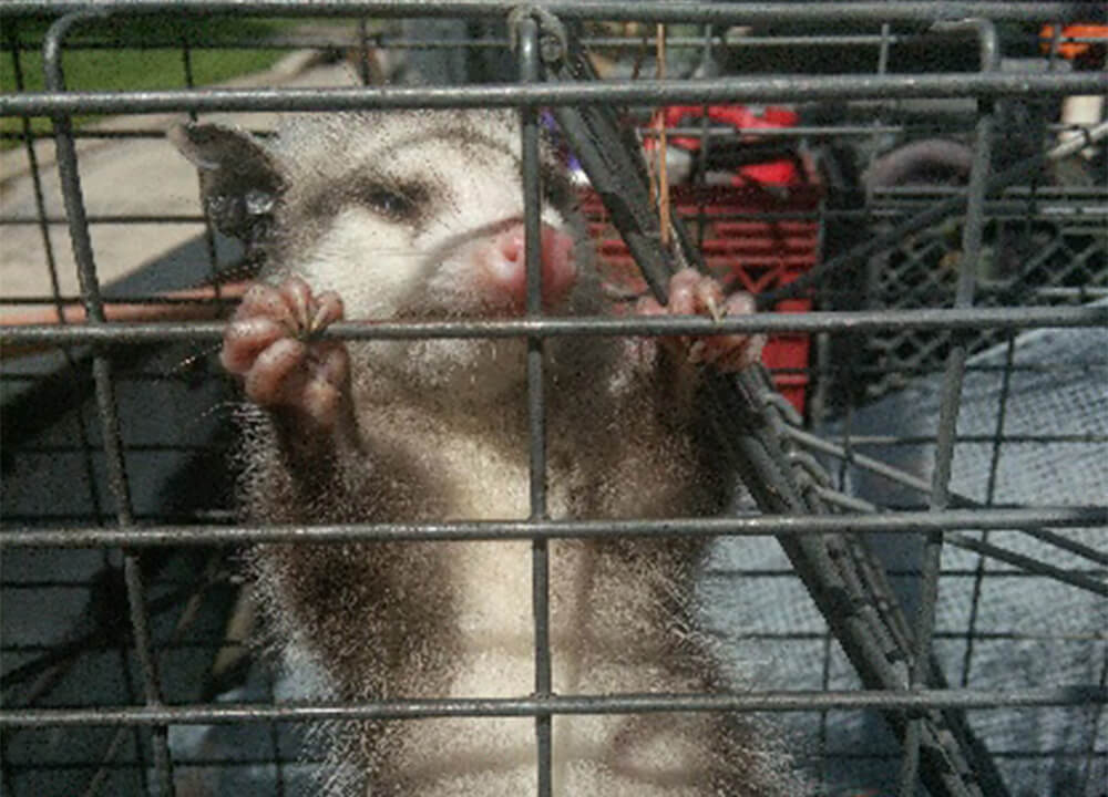 Opossum Removal The Woodlands | Wild Opossum Control