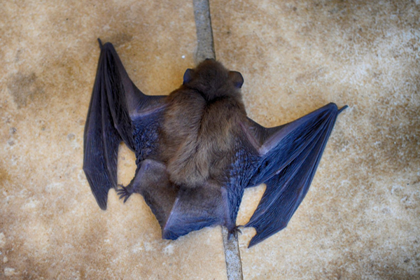 Different Types Of Bats - Fort Pierce