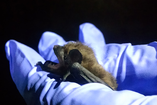 Bats in Florida - AAAC Wildlife Removal of the Palm Beaches