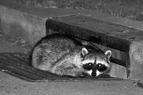 Do Raccoons Scream at Night? - AAAC Wildlife Removal of the Palm Beaches